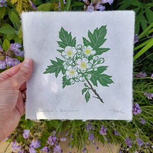 Hawthorn Mayflower Blossom Lino Print: Hand-pulled Botanical Art on ...