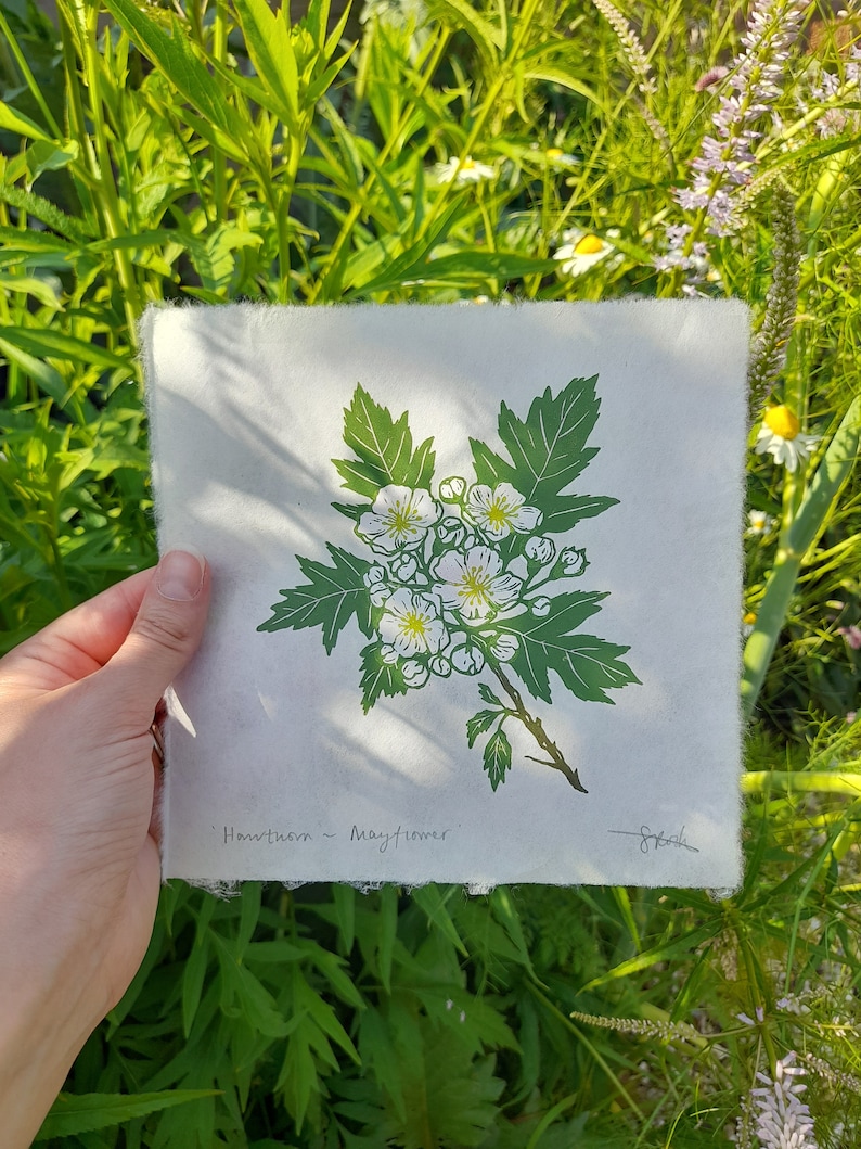 Hawthorn Mayflower Blossom Lino Print: Hand-pulled Botanical Art on ...