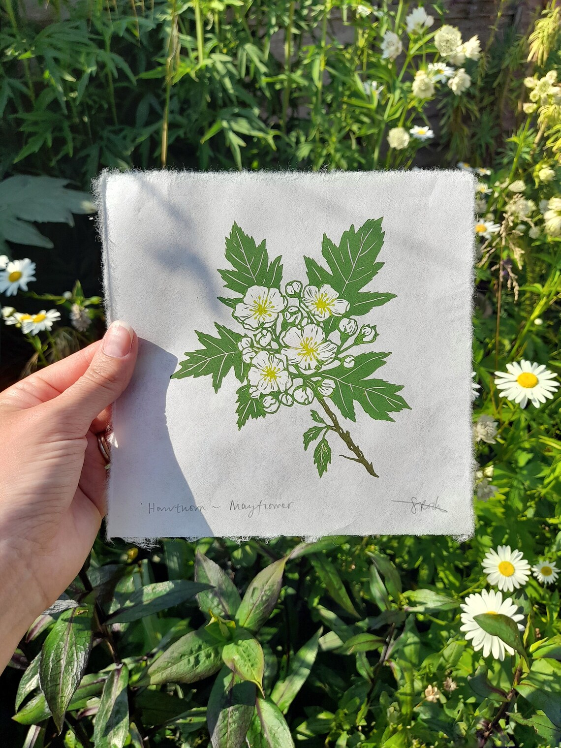 Hawthorn Mayflower Blossom Lino Print: Hand-pulled Botanical Art on ...
