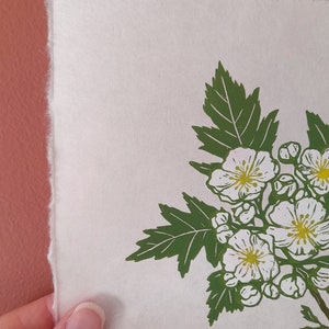 Hawthorn Mayflower Blossom Lino Print: Hand-pulled Botanical Art on ...