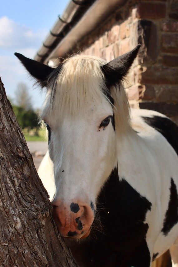 Welsh Cob A4 Photo - Etsy
