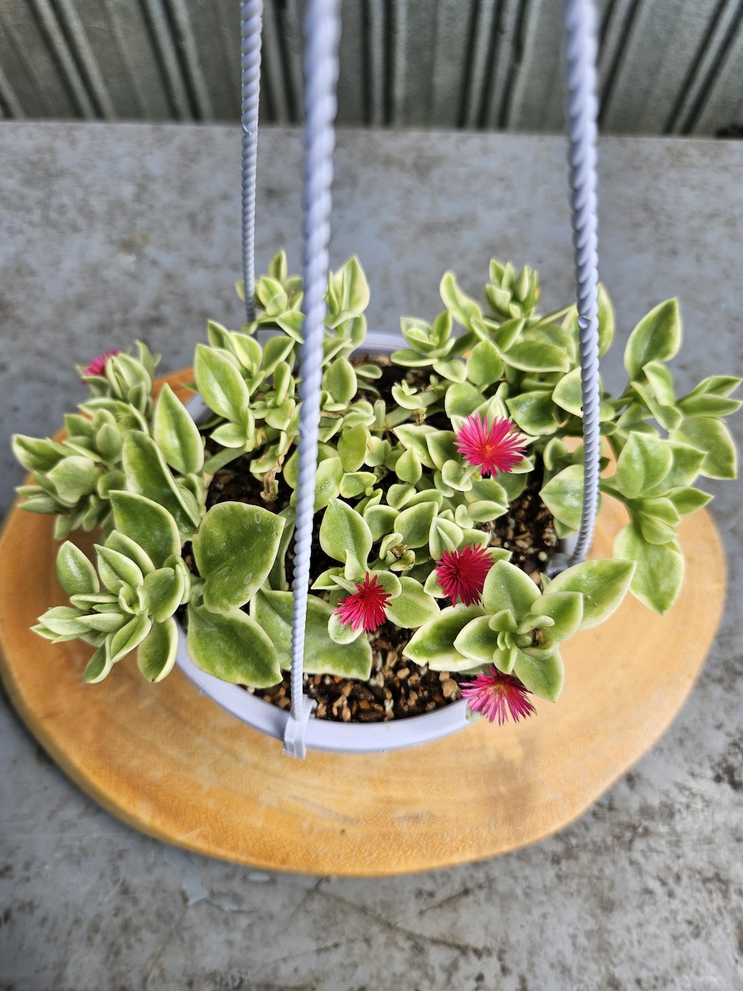 Dorotheanthus Mezoo Trailing Red Succulent - Etsy