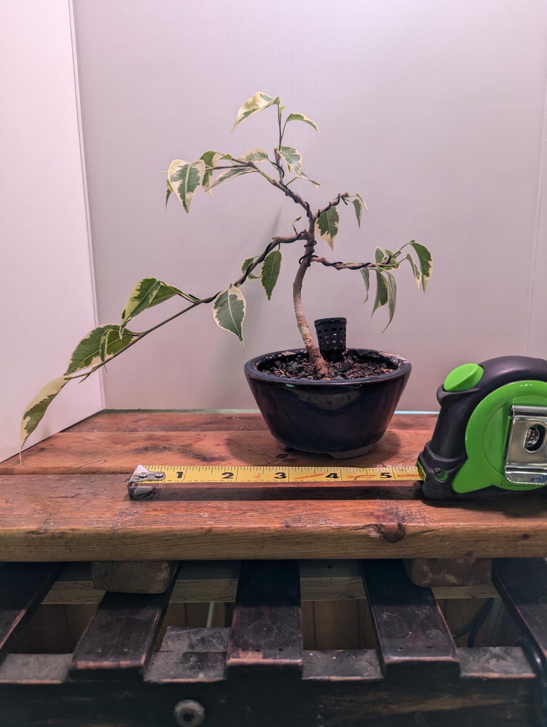 Variegated Ficus Benjamena Bonsai - Etsy