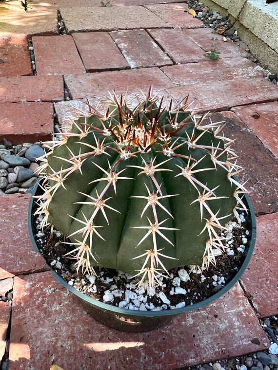 Turks Cap Cactus melocactus Matanzanus Jumbo 6-inch Sized - Etsy