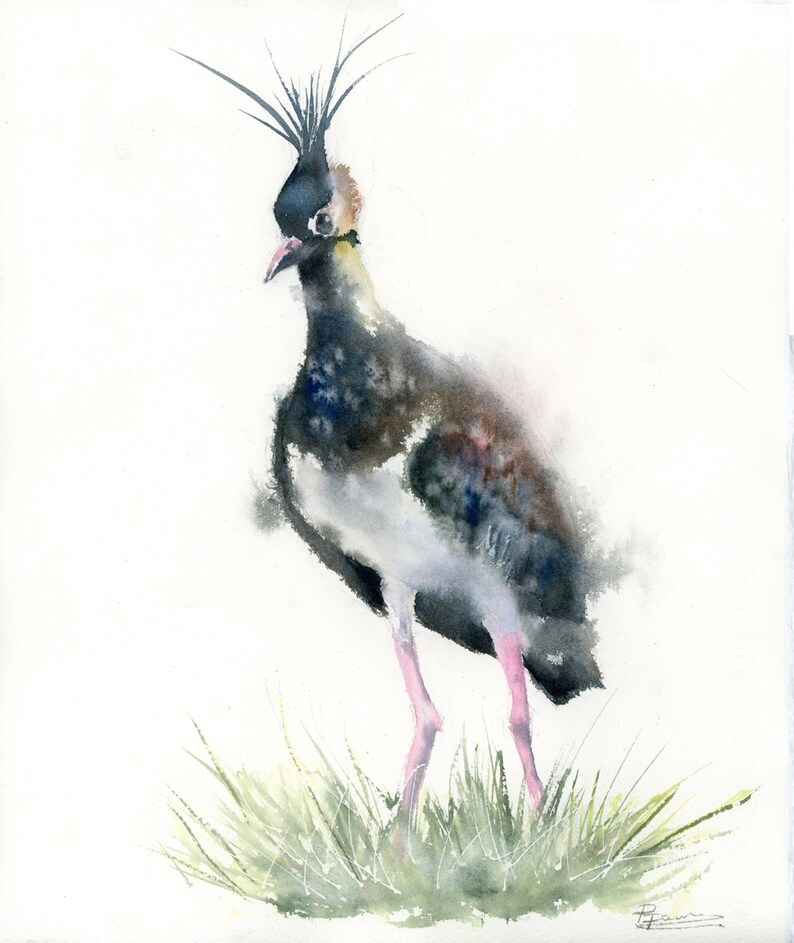 Lapwing bird art Original Watercolor painting Sea wild bird | Etsy