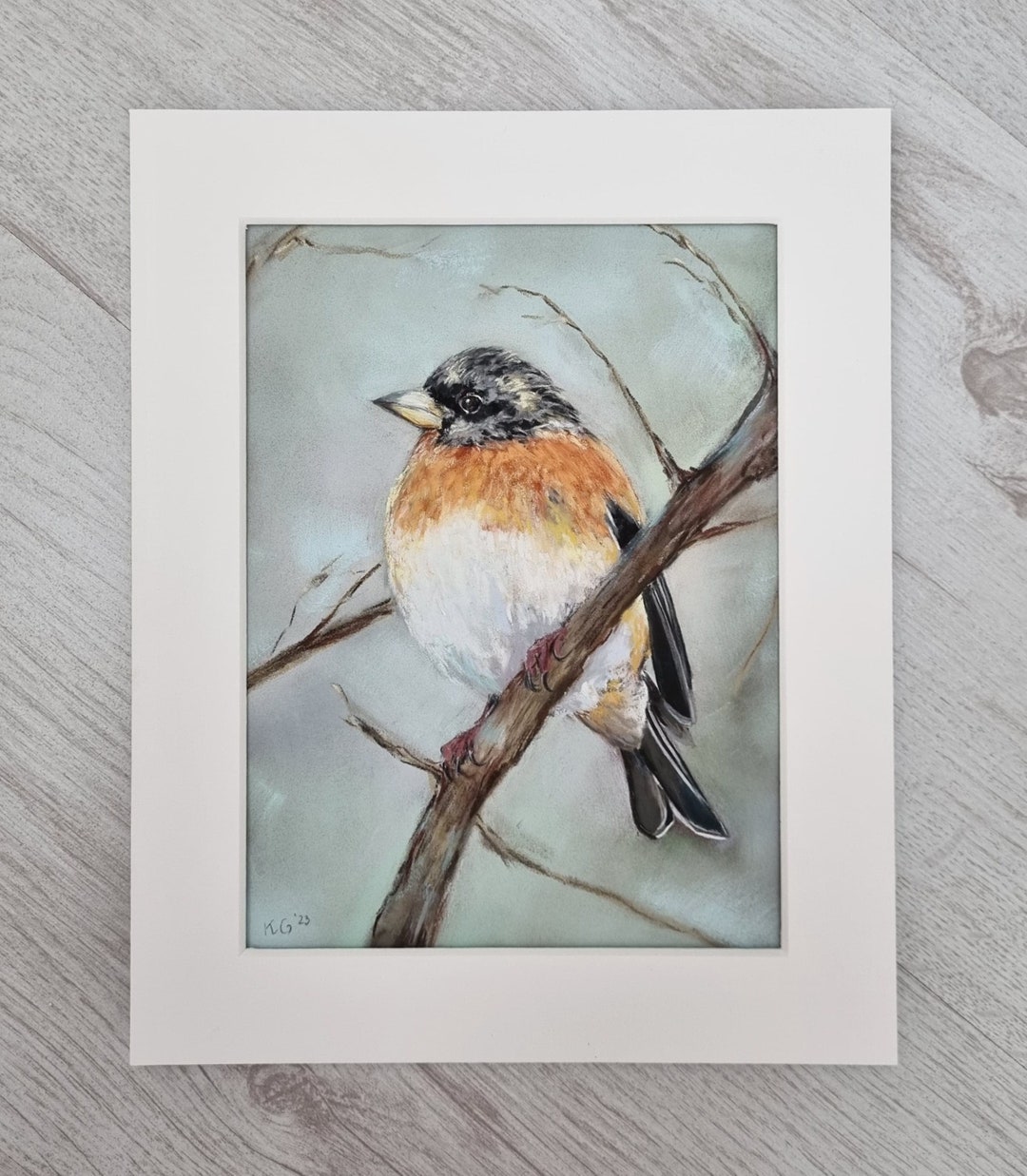 Original Art, Bird Painting, Brambling Portrait, Pastel on Pastelmat ...