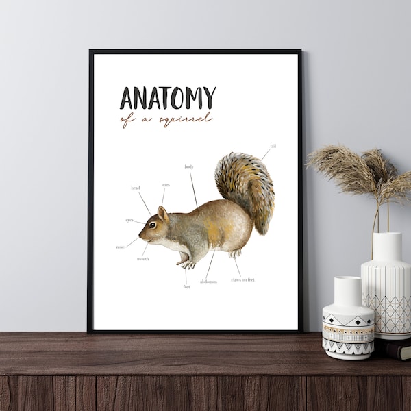 Squirrel Anatomy Poster Etsy