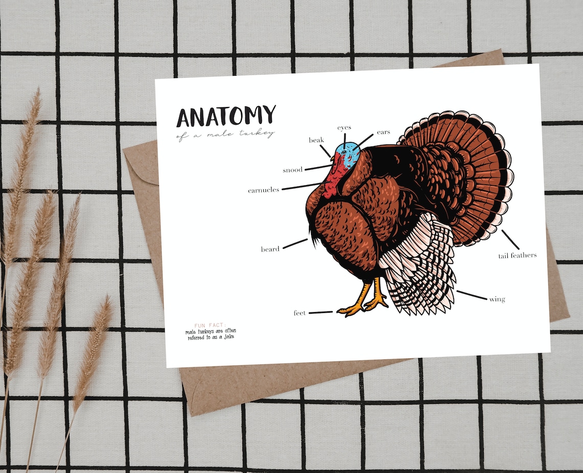 Anatomy Of A Male Female Turkey Set Of Two Prints Etsy