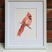 Red Cardinal. Print of an Original Watercolor Painting. - Etsy