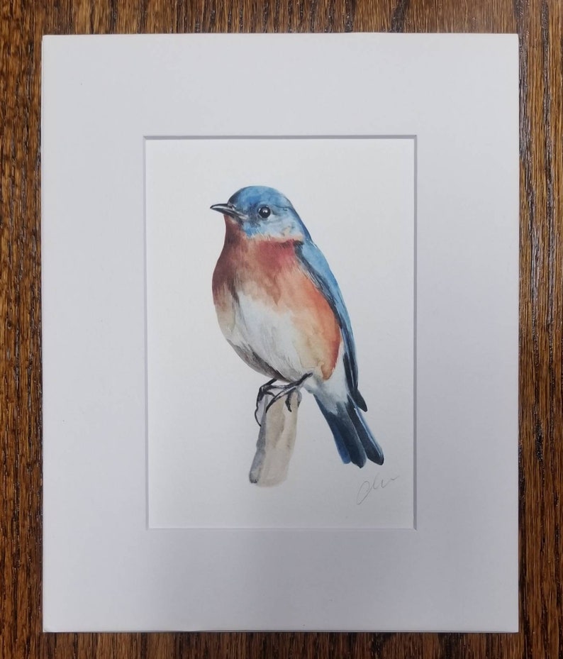 Bluebird. Print of an Original Watercolor Painting. Backyard Bird ...