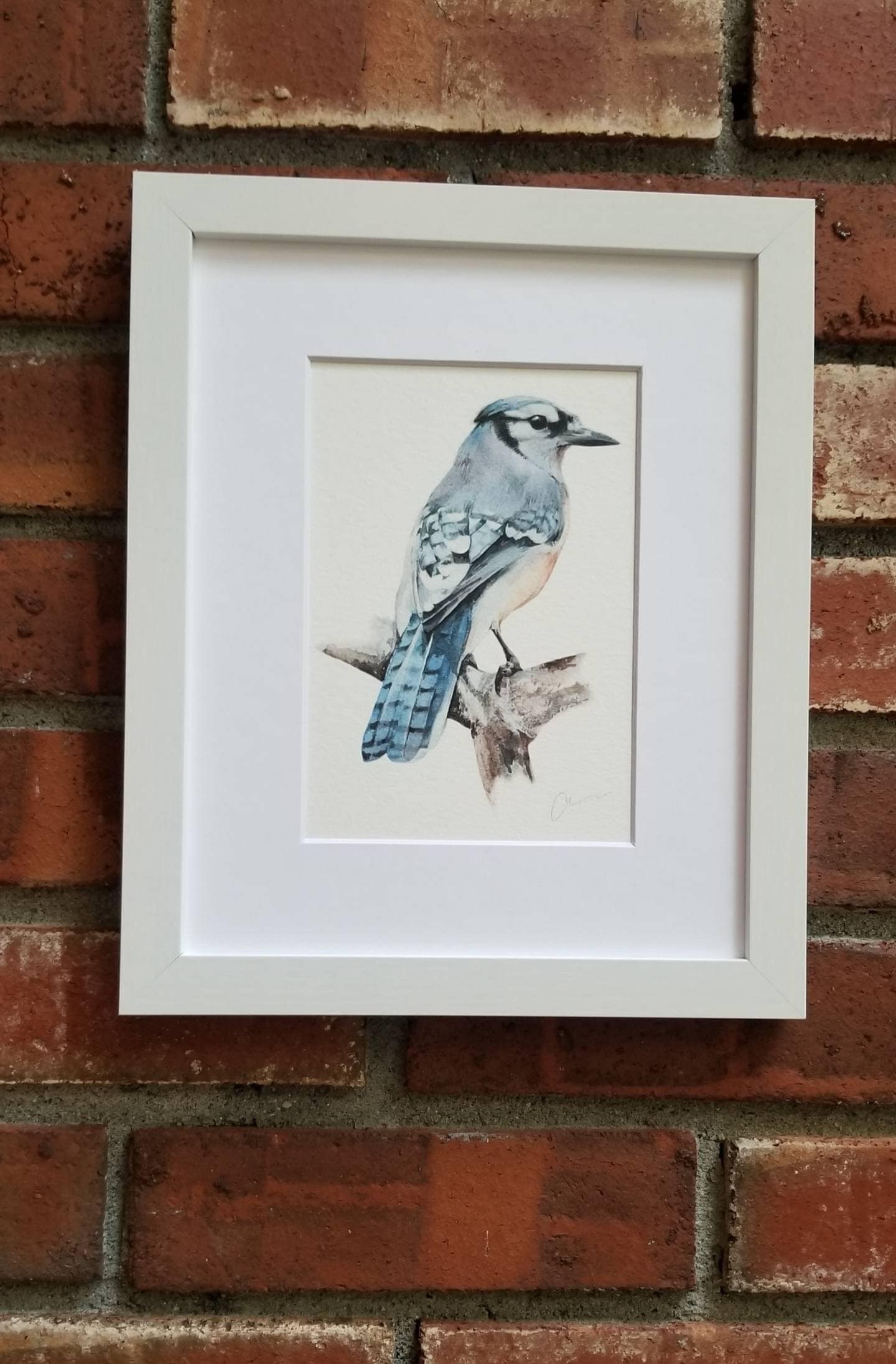 Blue Jay. Print of an Original Watercolor Painting. Backyard Bird. Blue ...