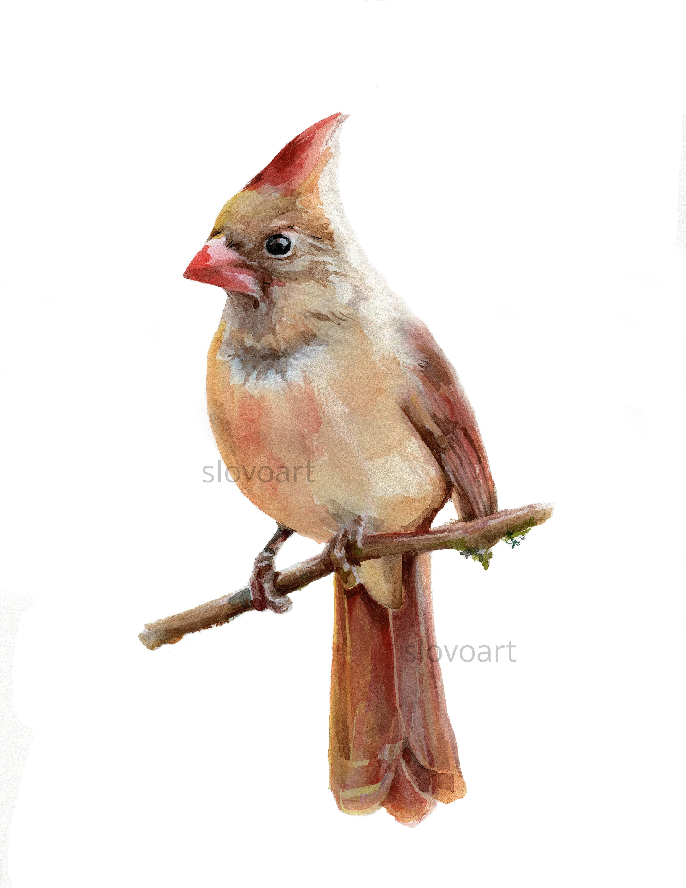 Red Cardinal, Female. Print of an Original Watercolor Painting ...