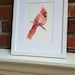 Red Cardinal. Print of an Original Watercolor Painting. - Etsy