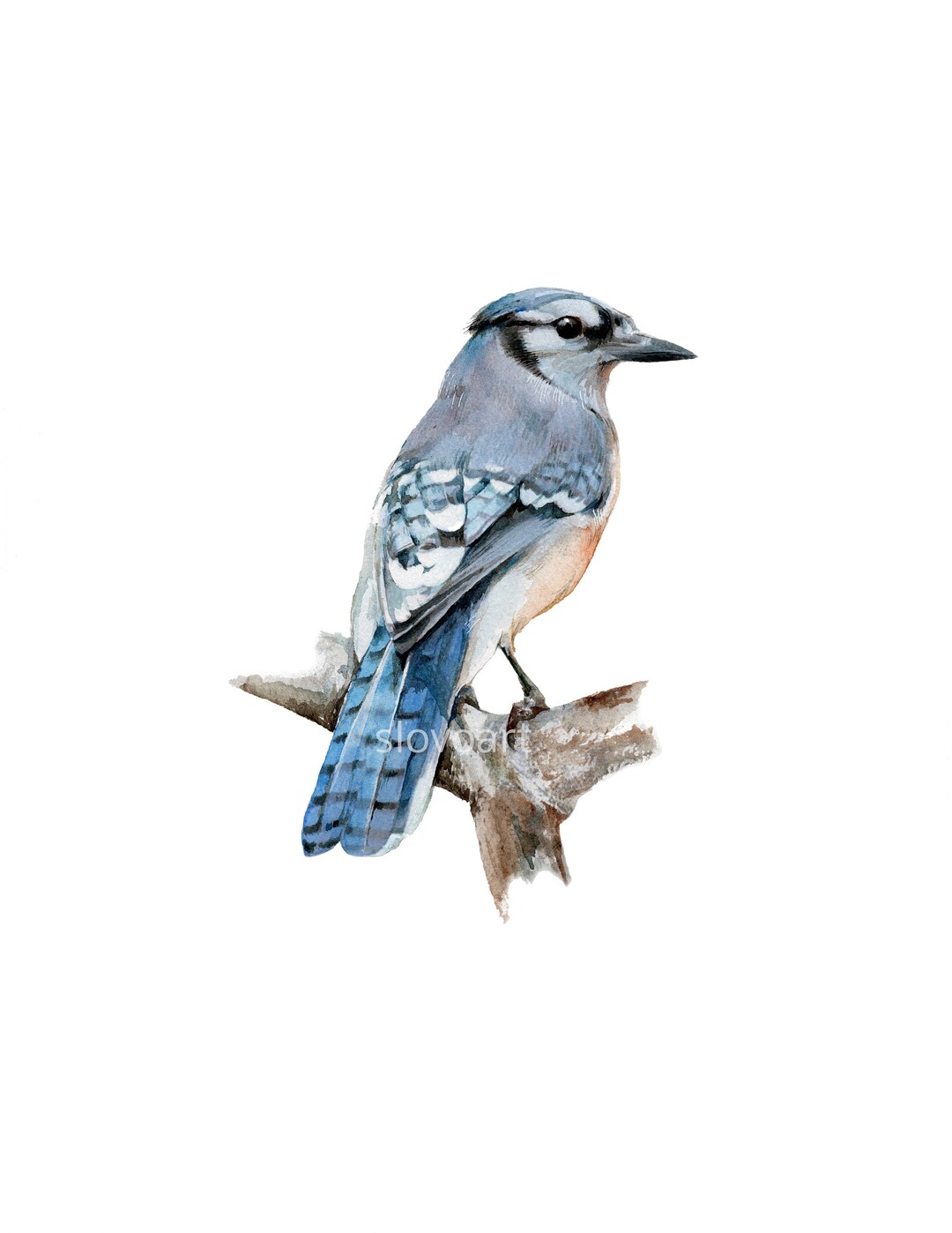 Blue Jay. Print of an Original Watercolor Painting. Backyard Bird. Blue ...