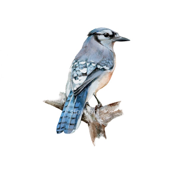 Blue Jay Print - Etsy