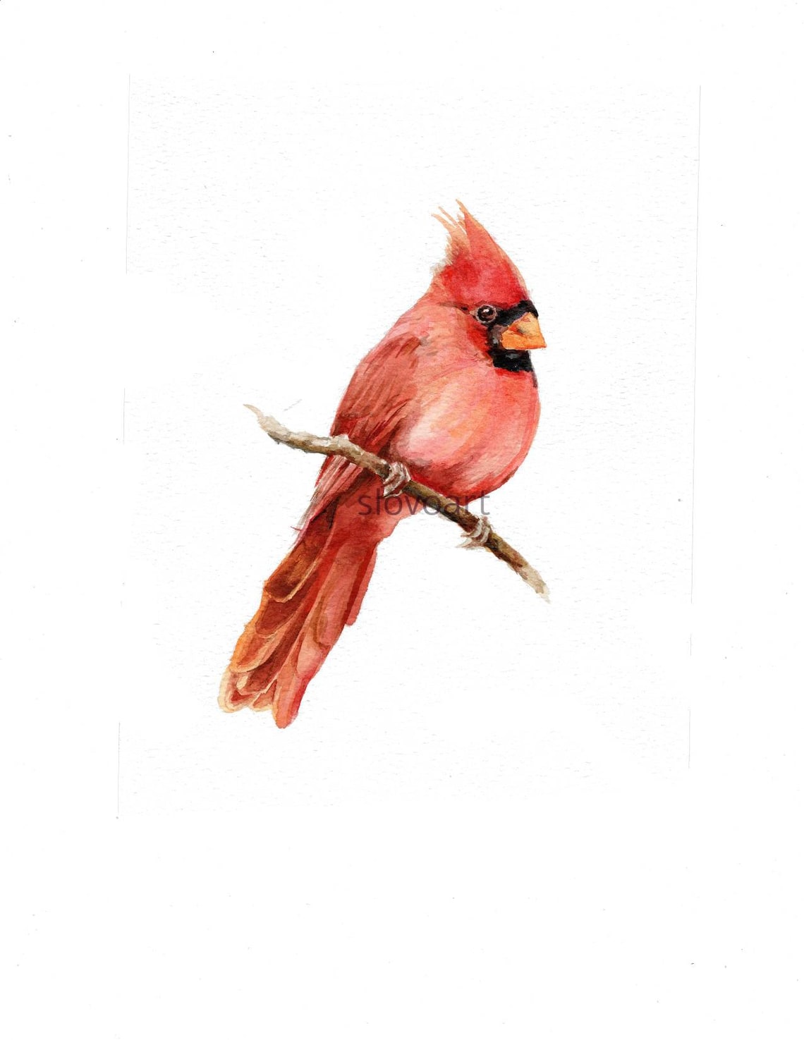 Red Cardinal. Print of an Original Watercolor Painting. - Etsy