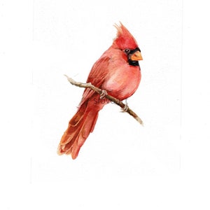 Red Cardinal. Print of an Original Watercolor Painting. - Etsy