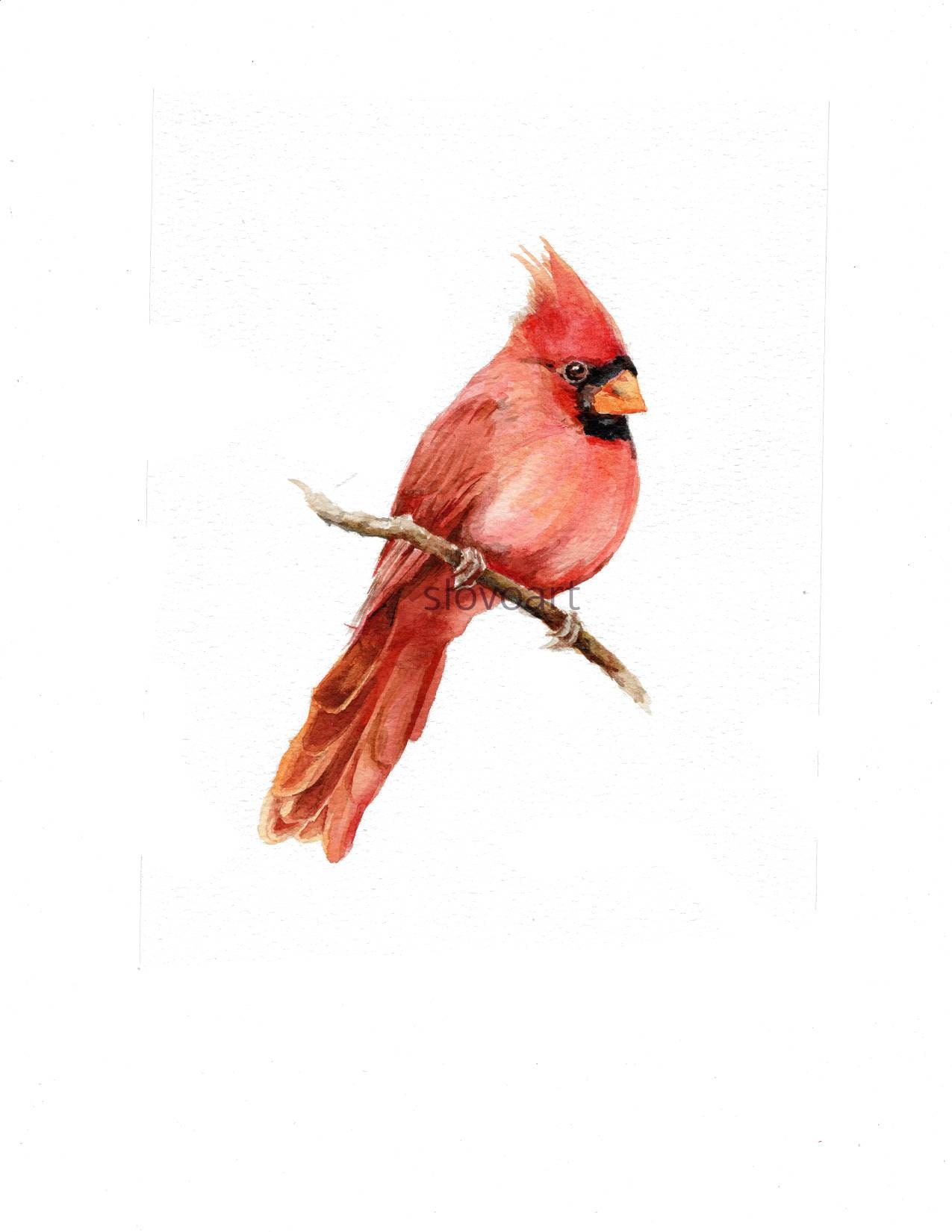 Red Cardinal. Print of an Original Watercolor Painting. - Etsy