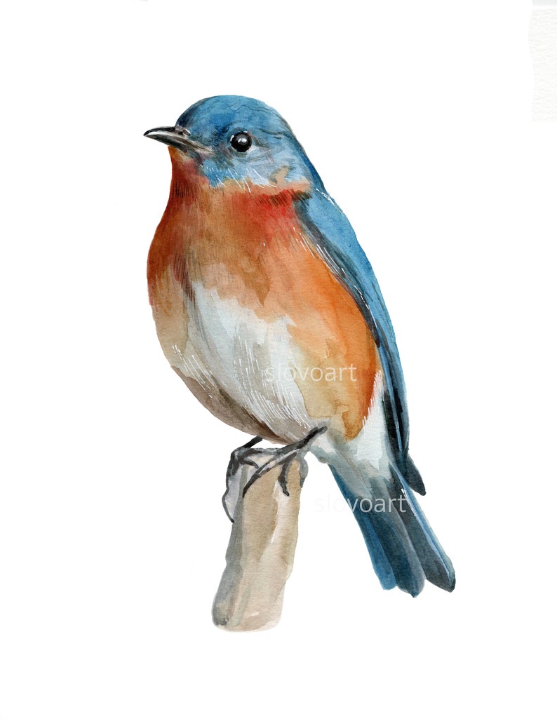 Bluebird. Print of an Original Watercolor Painting. Backyard Bird ...