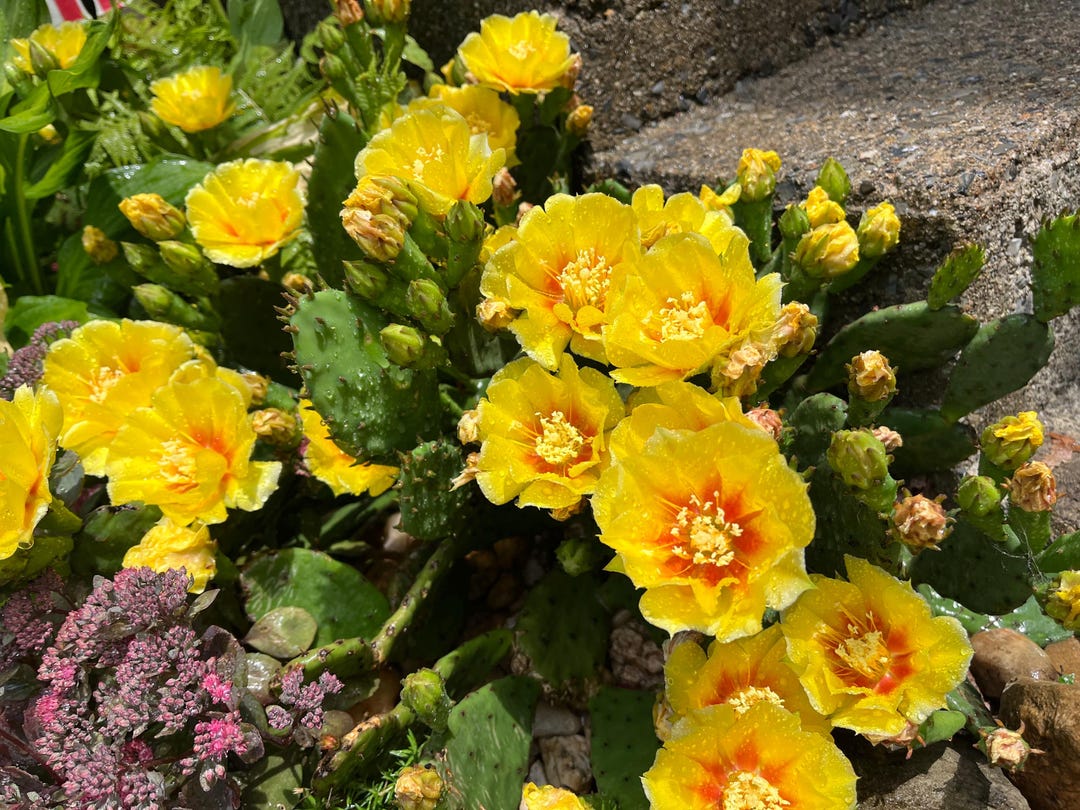 ONE Pad,eastern Prickly Pear Cactus Pad, Cold Hardy Cactus Pad, Opuntia ...