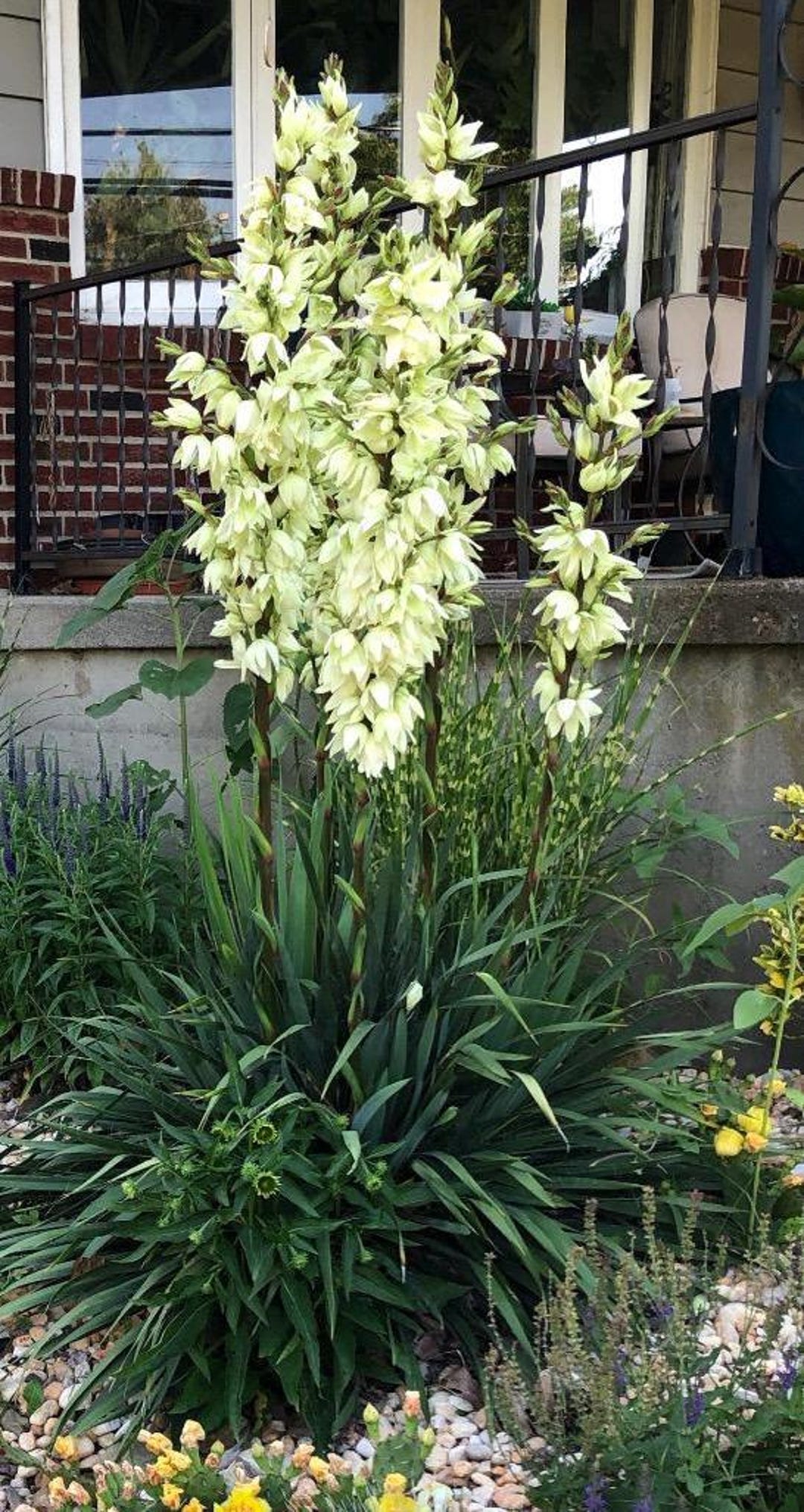 Adam’s Needle Yucca Rhizome Bare Root,cold Hardy Evergreen Yucca Plant ...