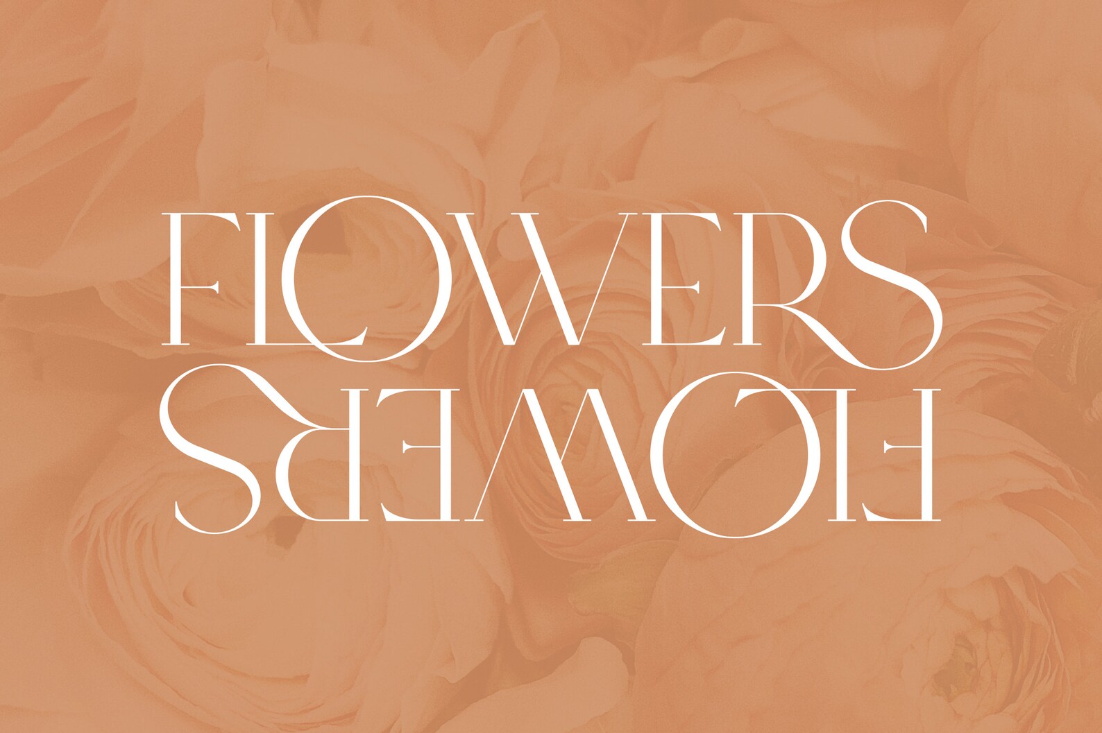 Dream Type Font Bundle – Creative Ligature Fonts - Etsy