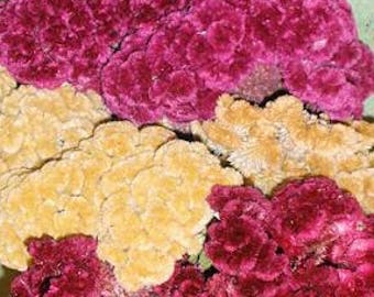 Dried Cockscomb Flowers - Etsy