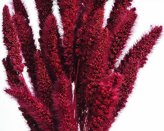 Dried Foxtail Millet Dried Millet Foxtail Dried Decor - Etsy