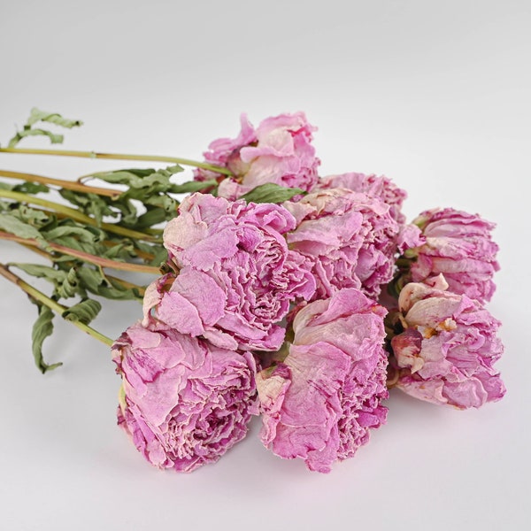 Dried Peonies - Etsy