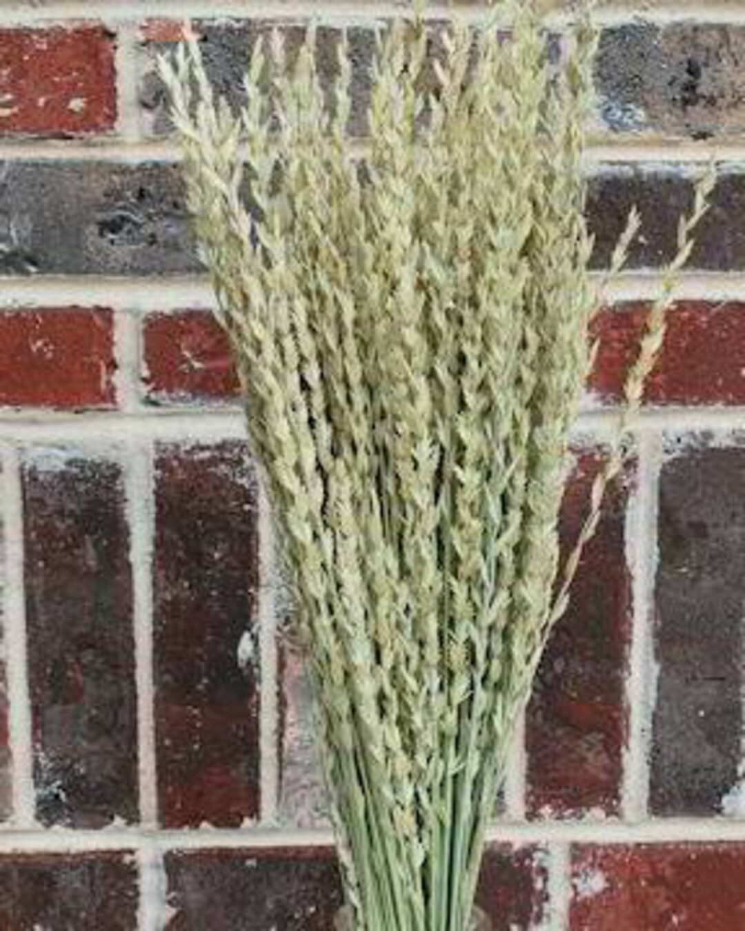 Dried Fan Grass Arrow Grass Dried Grasses Natural - Etsy