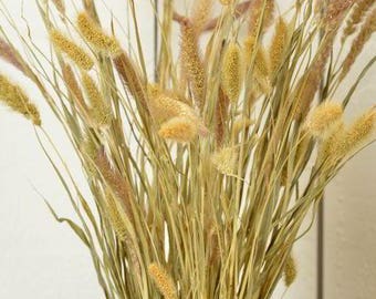 Dried Foxtail Millet Dried Millet Foxtail Dried Decor - Etsy