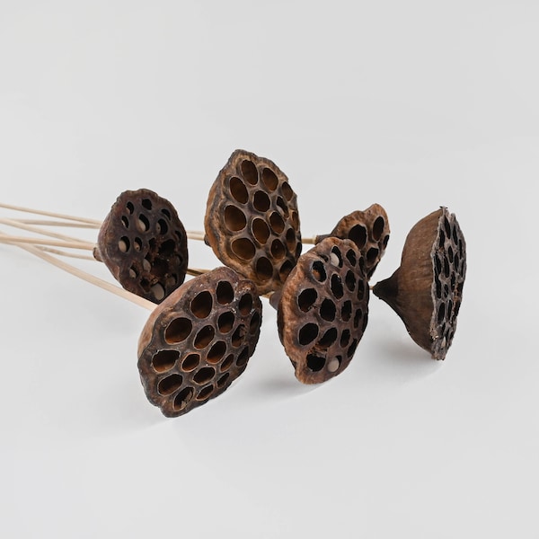Lotus Pods - Etsy