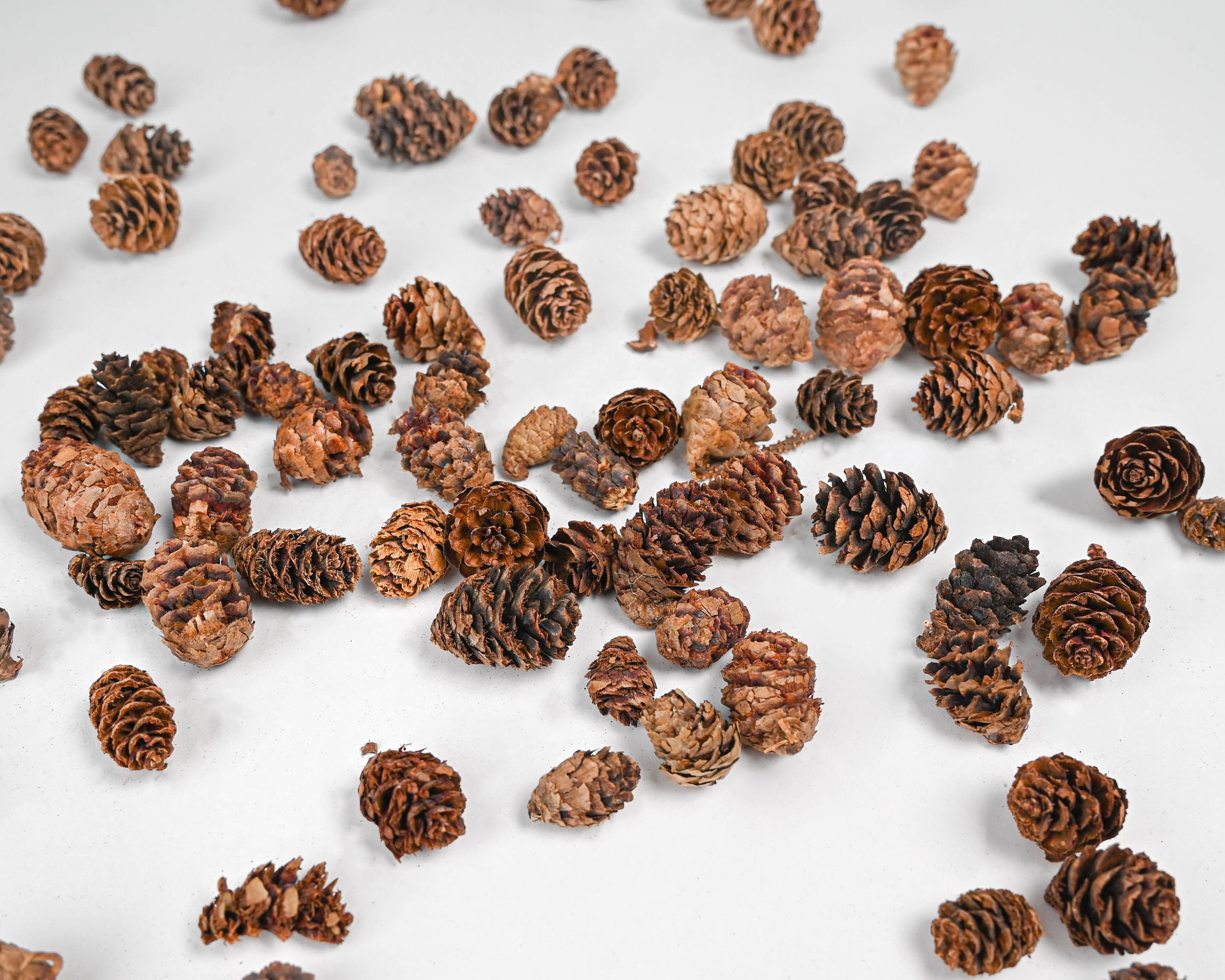 Types Of Pinecones
