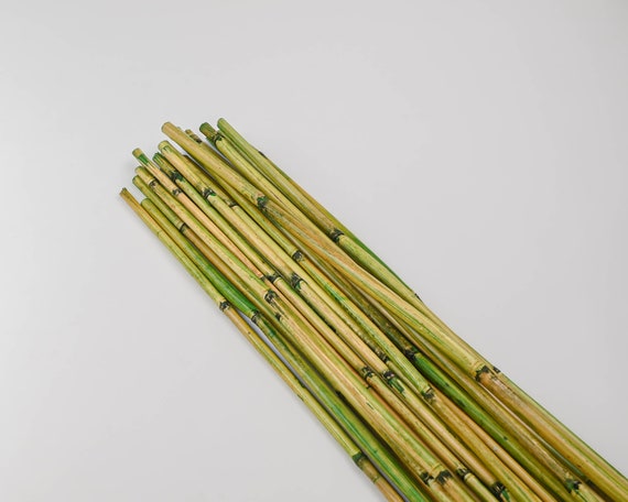 Dried Bamboo Sticks