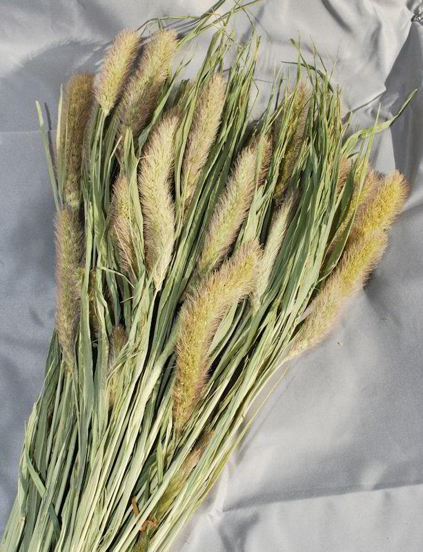 Dried Foxtail Millet Dried Millet Foxtail Dried Decor - Etsy
