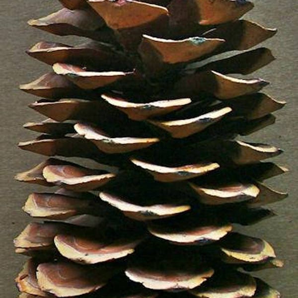 Large Pine Cones - Etsy