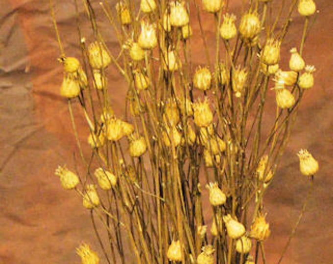 Dried Badam Nut Pod Badam Nut Pods on Stems Elephant Ear - Etsy