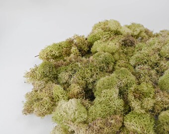 Artificial Moss RED Preserved Reindeer Moss for Air - Etsy