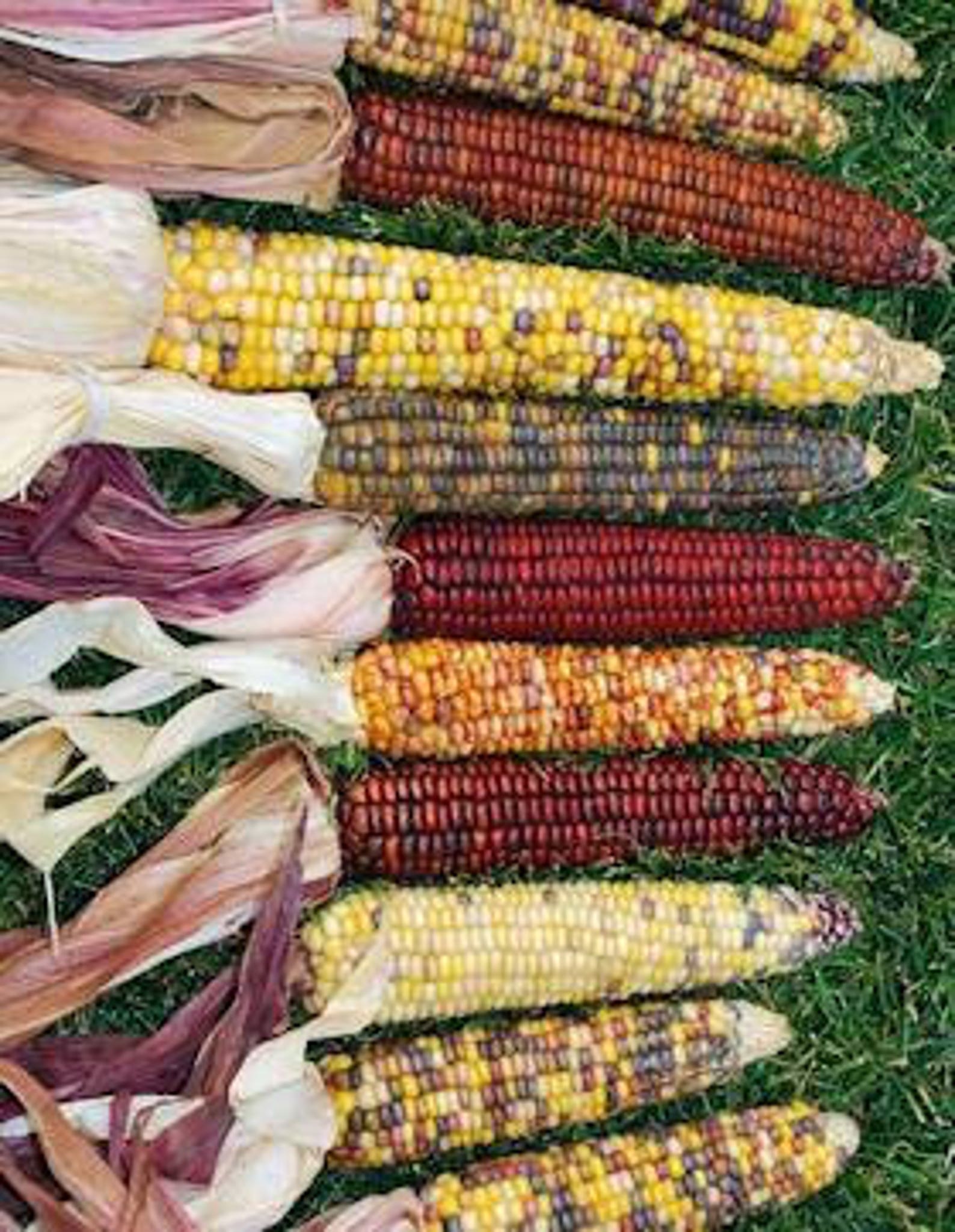 Decorative Indian Corn Large Decorative Dried Corn - Etsy