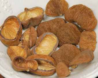 Dried Badam Nut Pod Badam Nut Pods on Stems Elephant Ear - Etsy