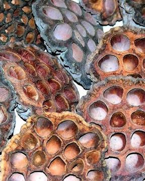 Lotus Pod Skin Infection