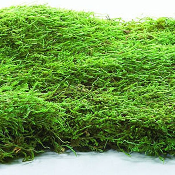 Shop Preserved Moss - Etsy