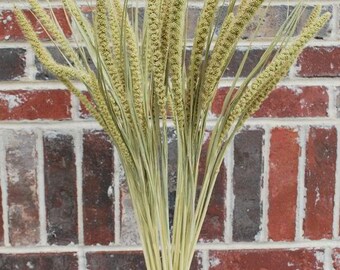 Dried Foxtail Millet Dried Millet Foxtail Dried Decor | Etsy