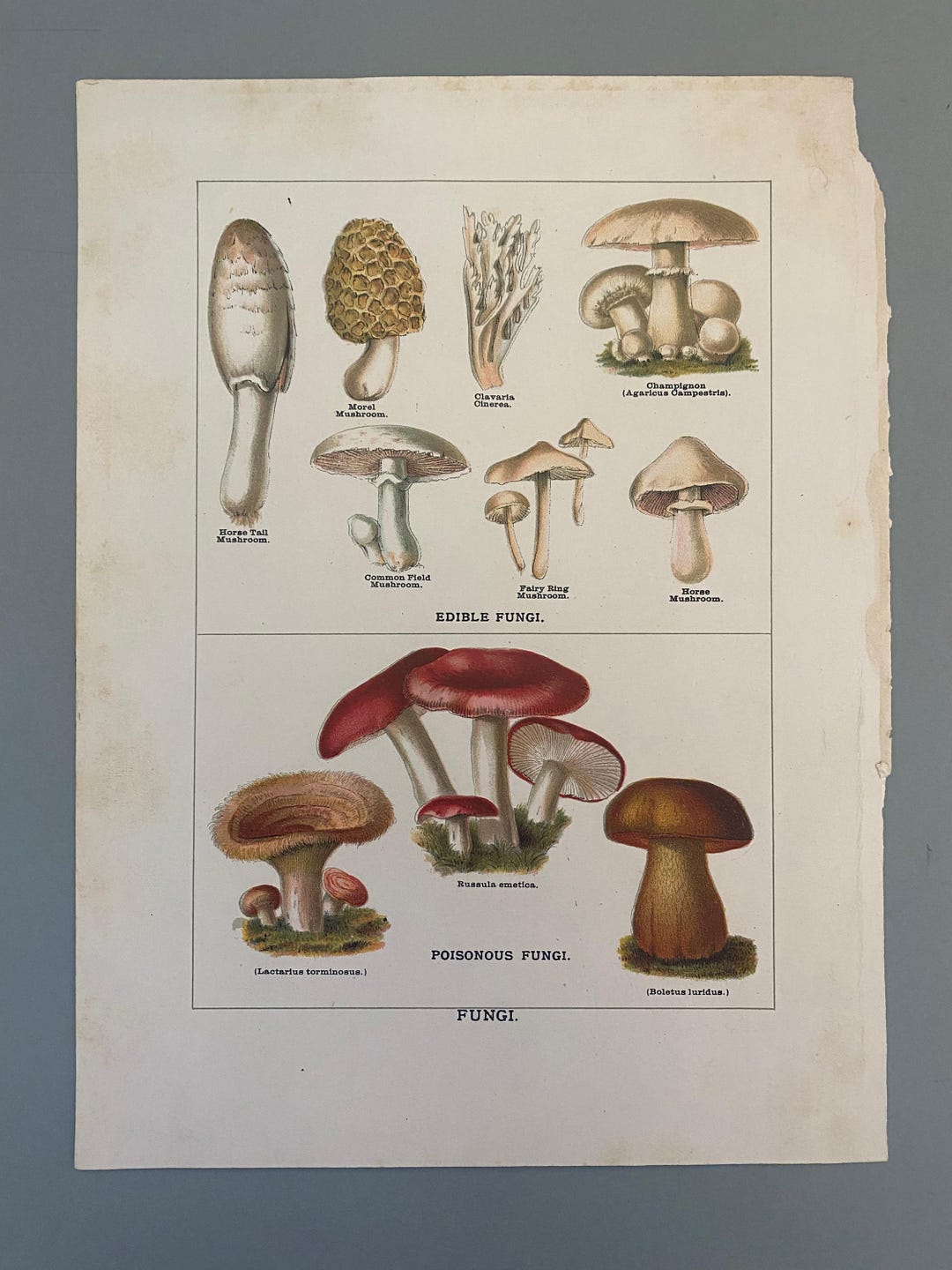 Antique Color Plate of Fungi From Lydekkers New Natural History - Etsy