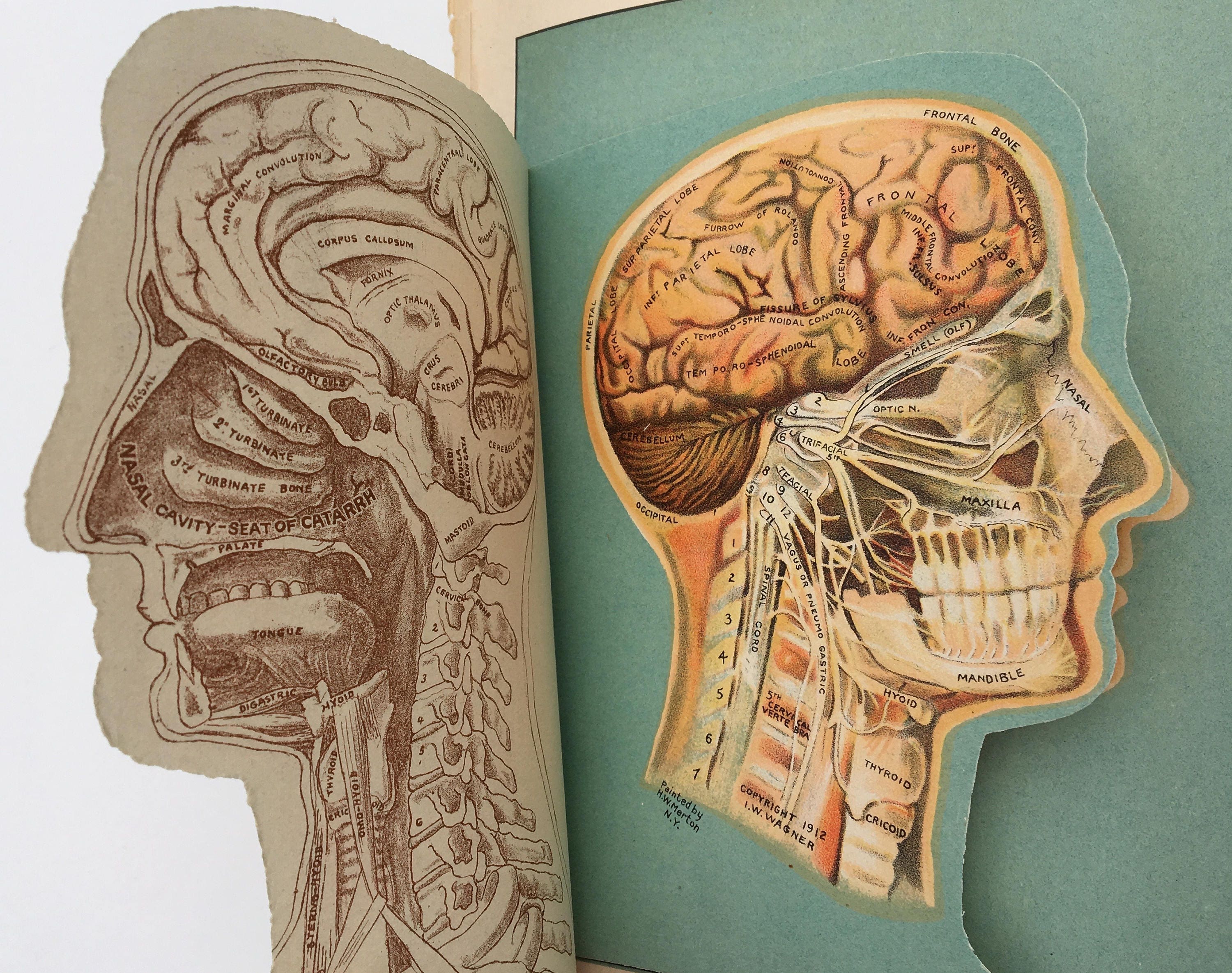 Color Lithograph Human Head Anatomy Cross Sections Etsy Color Lithograph Human Head Anatomy Cross Sections Etsy