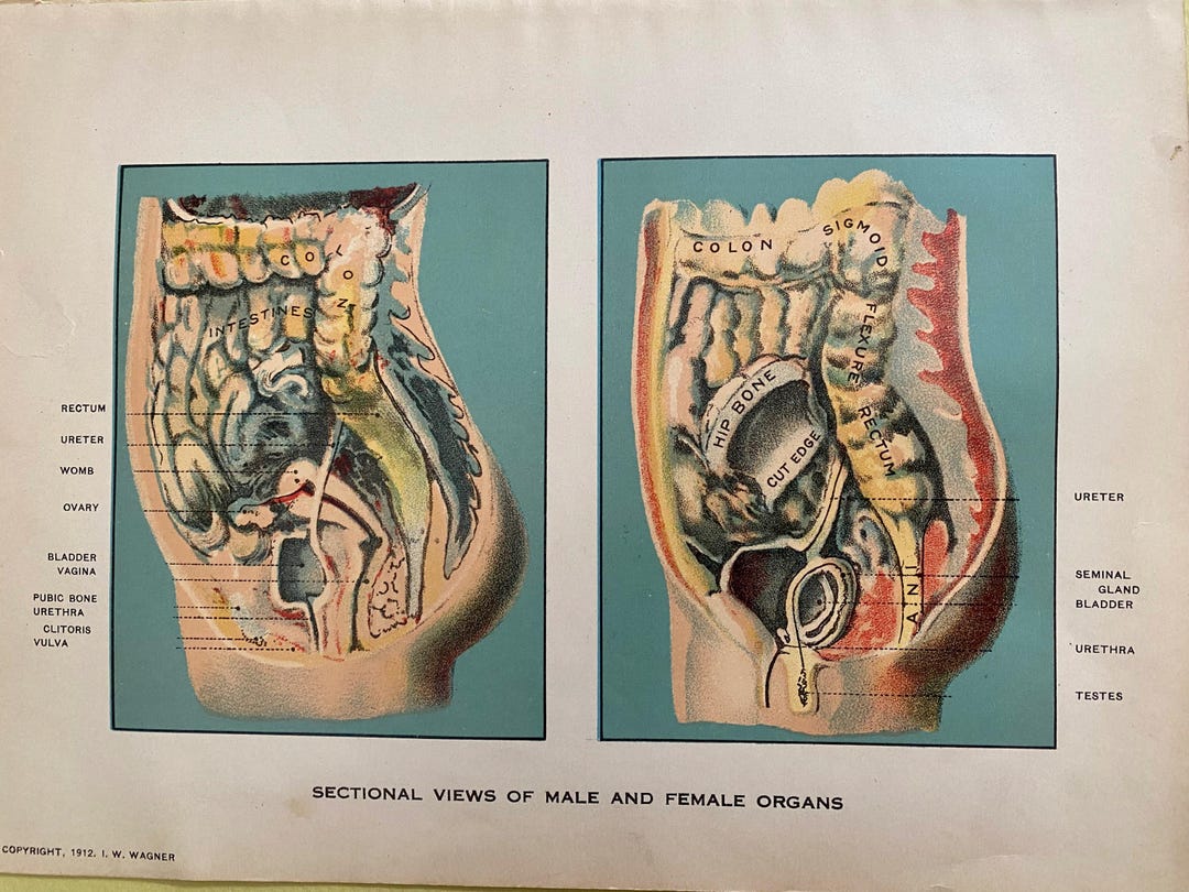 Male & Female Human Anatomy Color Lithographs 1912 - Etsy