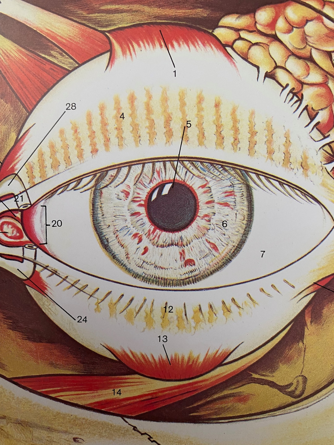 Eye Anatomy - Etsy