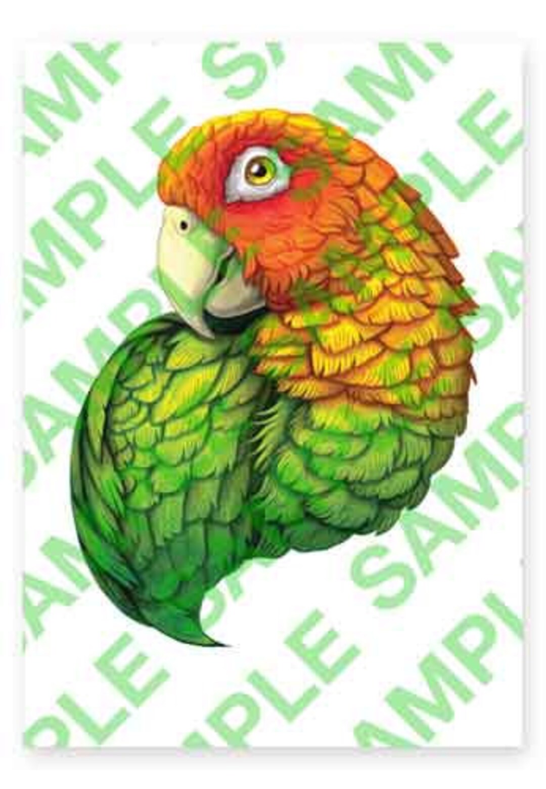 Amazon Parrot A4 Digital PDF Download - Etsy