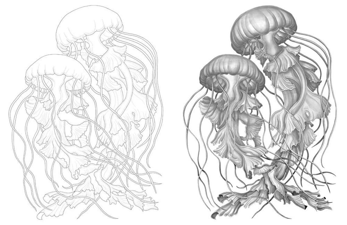Jellyfish Colouring Template - Outlines With Greyscale Version - Etsy