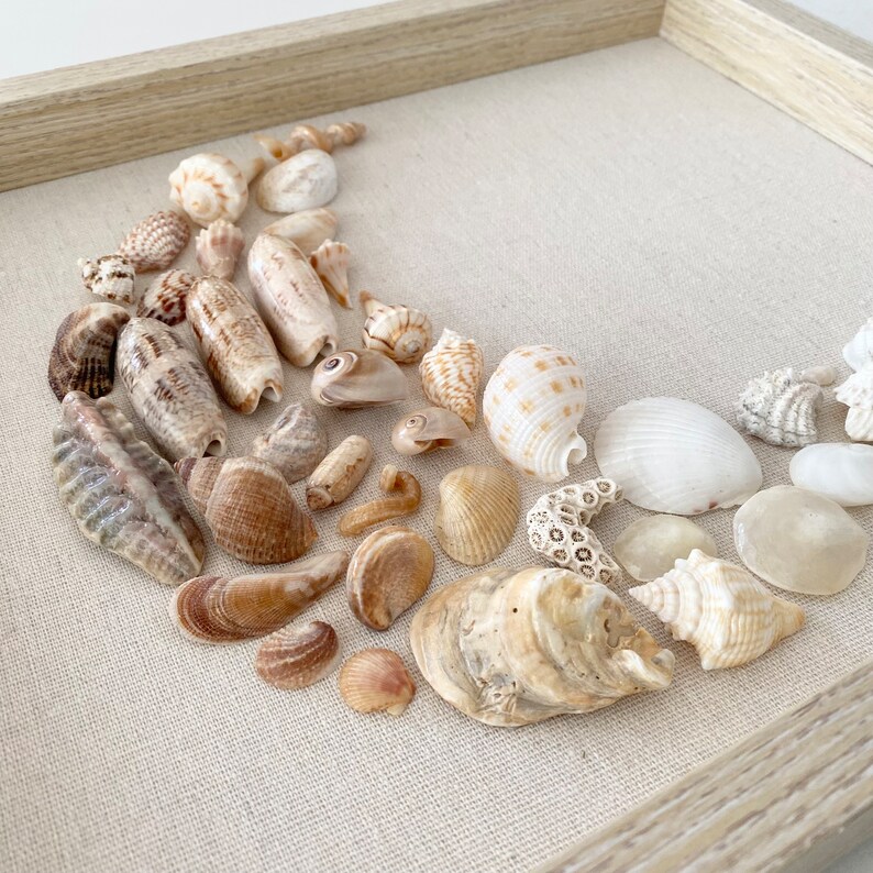 Crescent Moon Shell Shadow Box Art With Glass Enclosure - Etsy